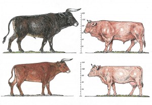 Cattle Domestication: from Aurochs to Cow - Fifteen Eighty Four ...