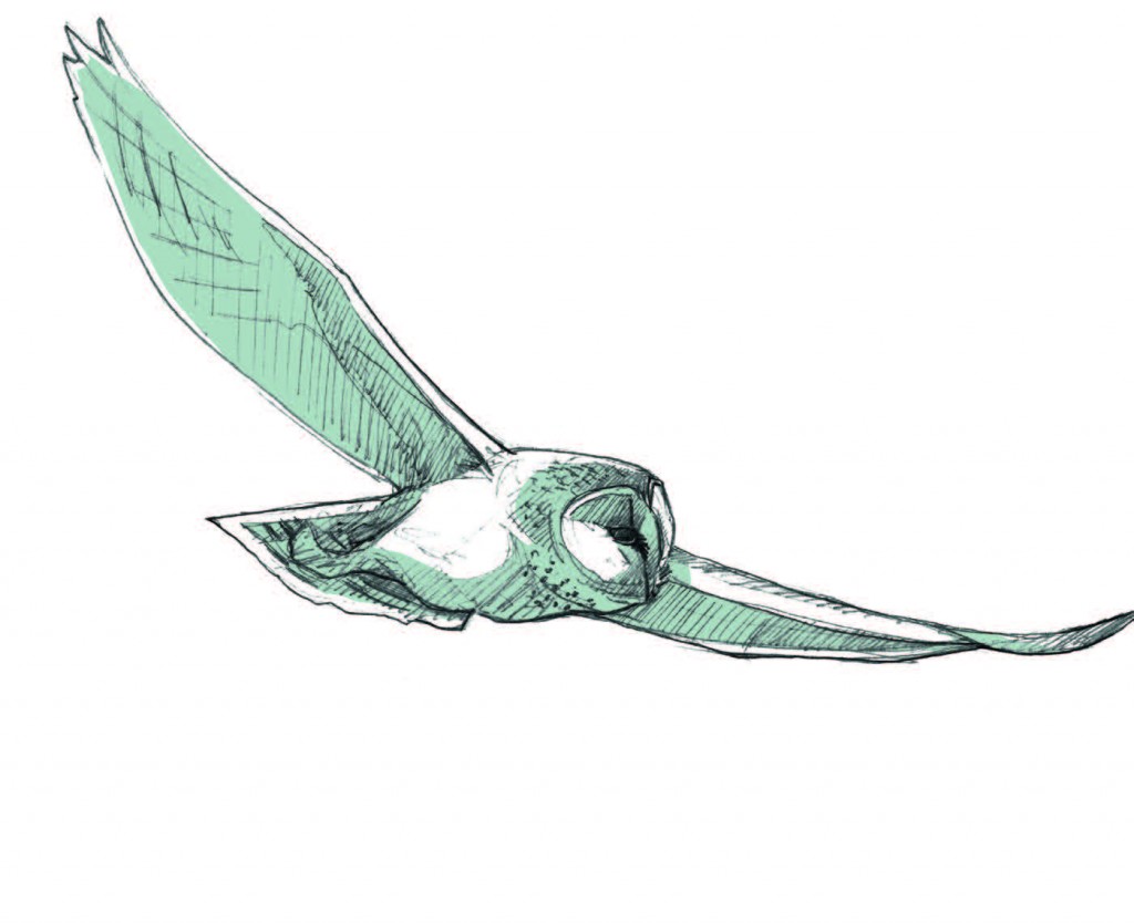 Barn Owls: Evolution and Ecology – Why has the barn owl been so ...
