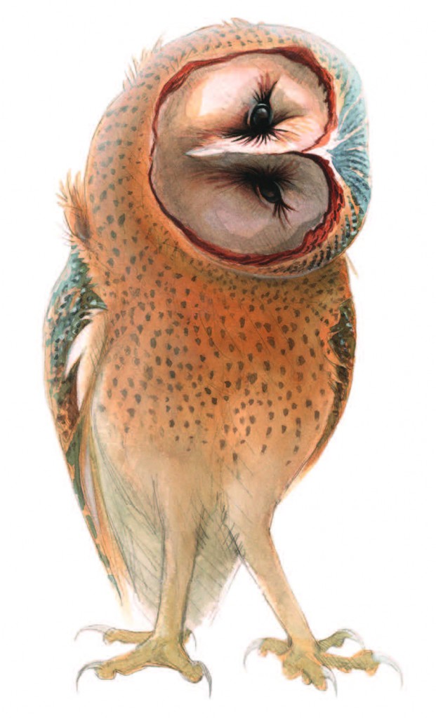 Barn Owls: Evolution and Ecology – Why has the barn owl been so ...